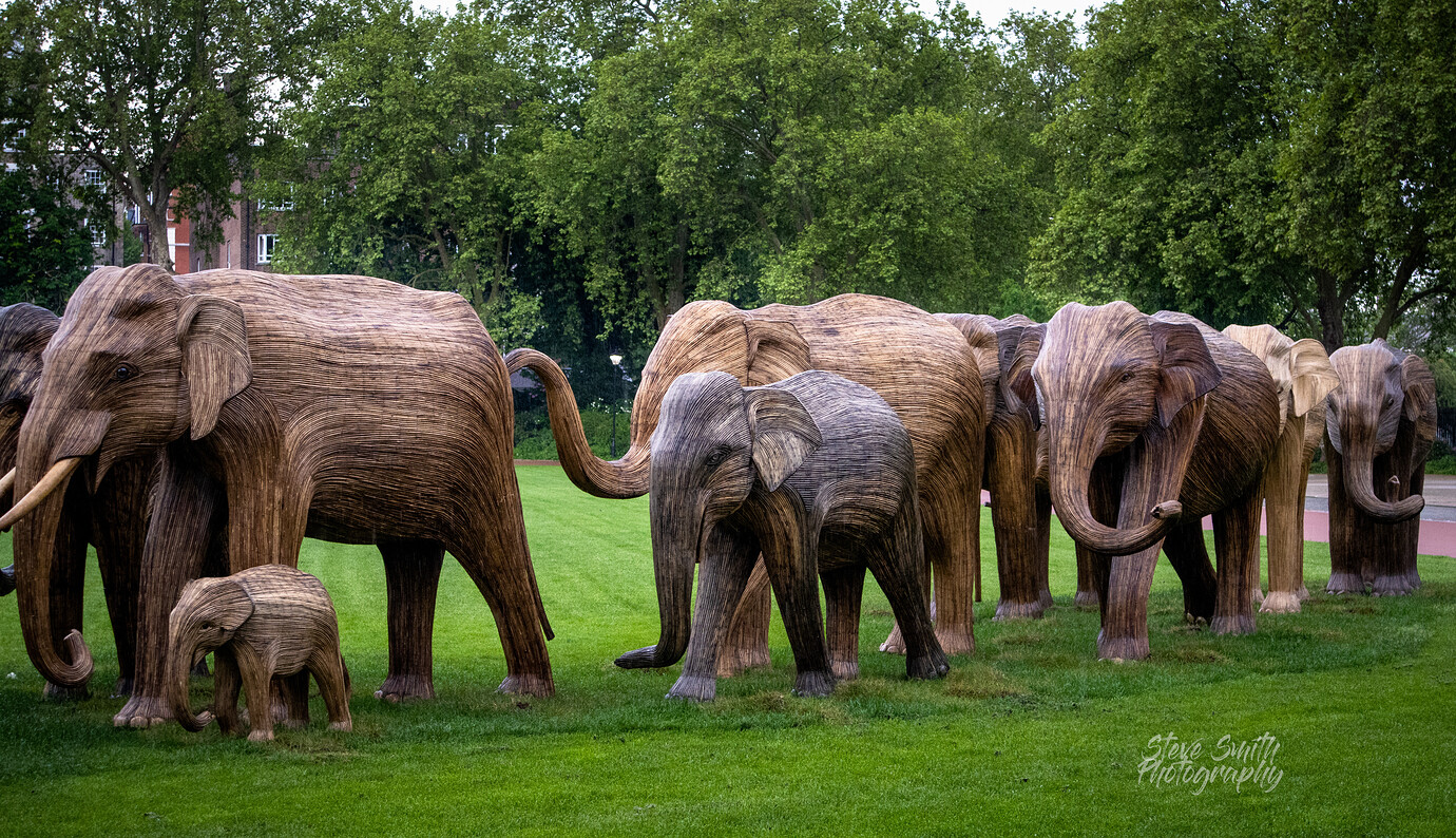 Chelsea Elephants - Non-drone Photos & Video - Grey Arrows Drone Club UK