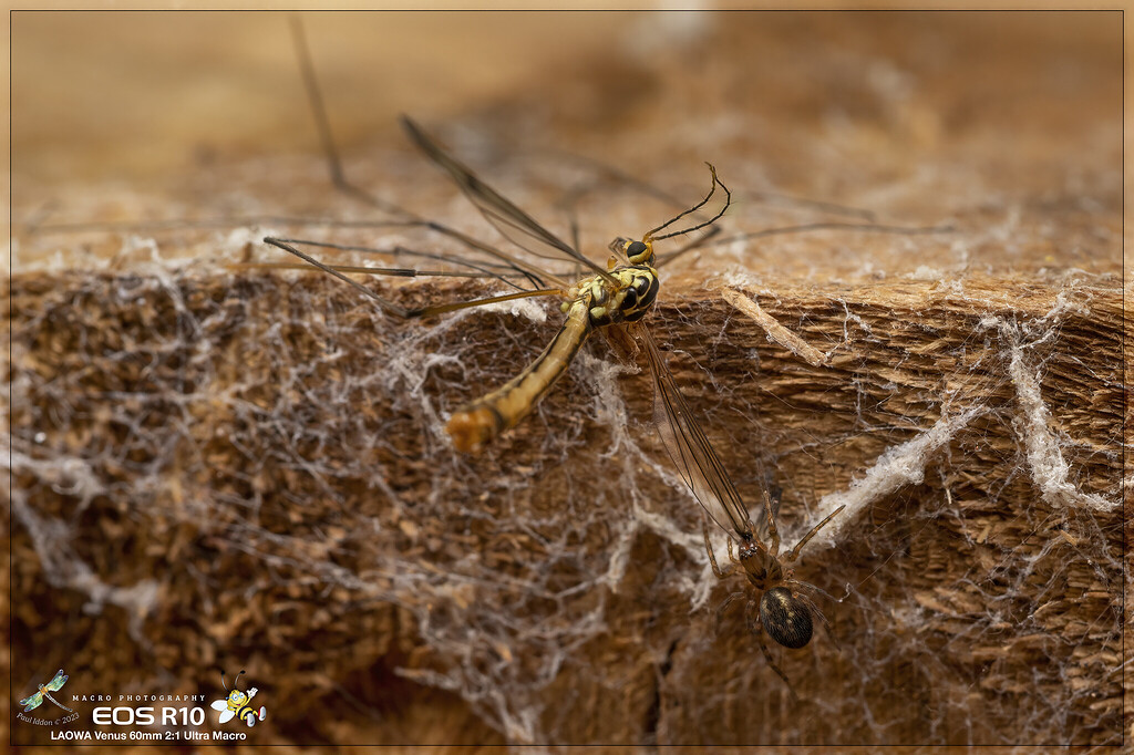 Lunch time (spider alert) - Non-drone Photos & Video - Grey Arrows ...