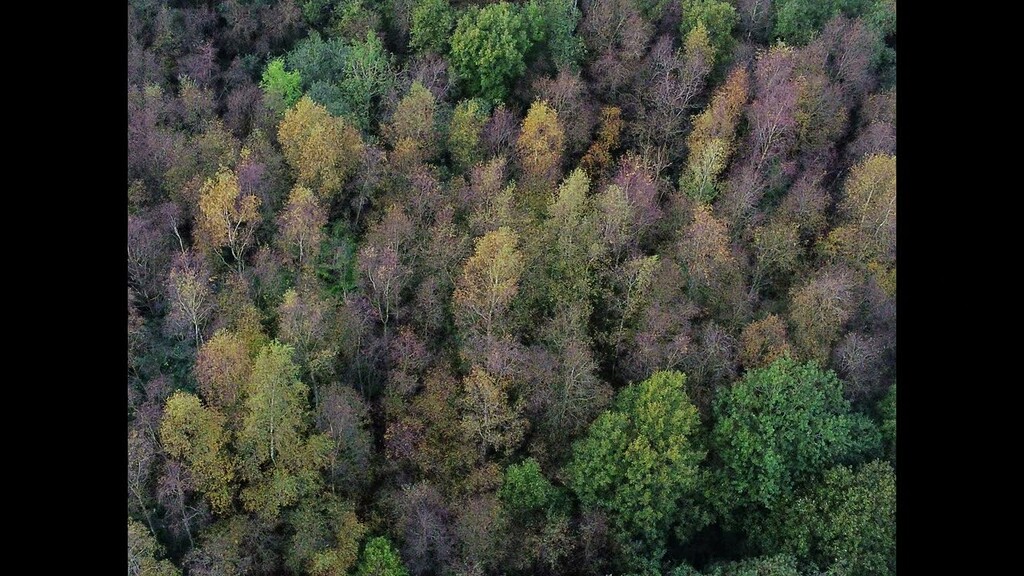 Autumnal trees in Oldham - Videos by Drone - Grey Arrows Drone Club UK
