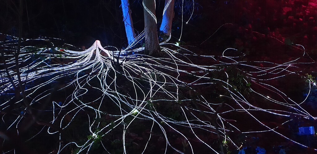 Illuminate - Botanical Gardens Bham - Non-drone Photos & Video - Grey ...