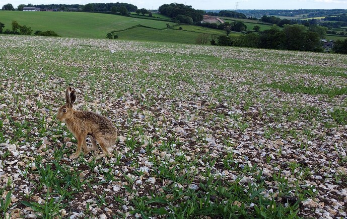 High Speed hare and High Speed 2 - Photos by Drone - Grey Arrows Drone ...
