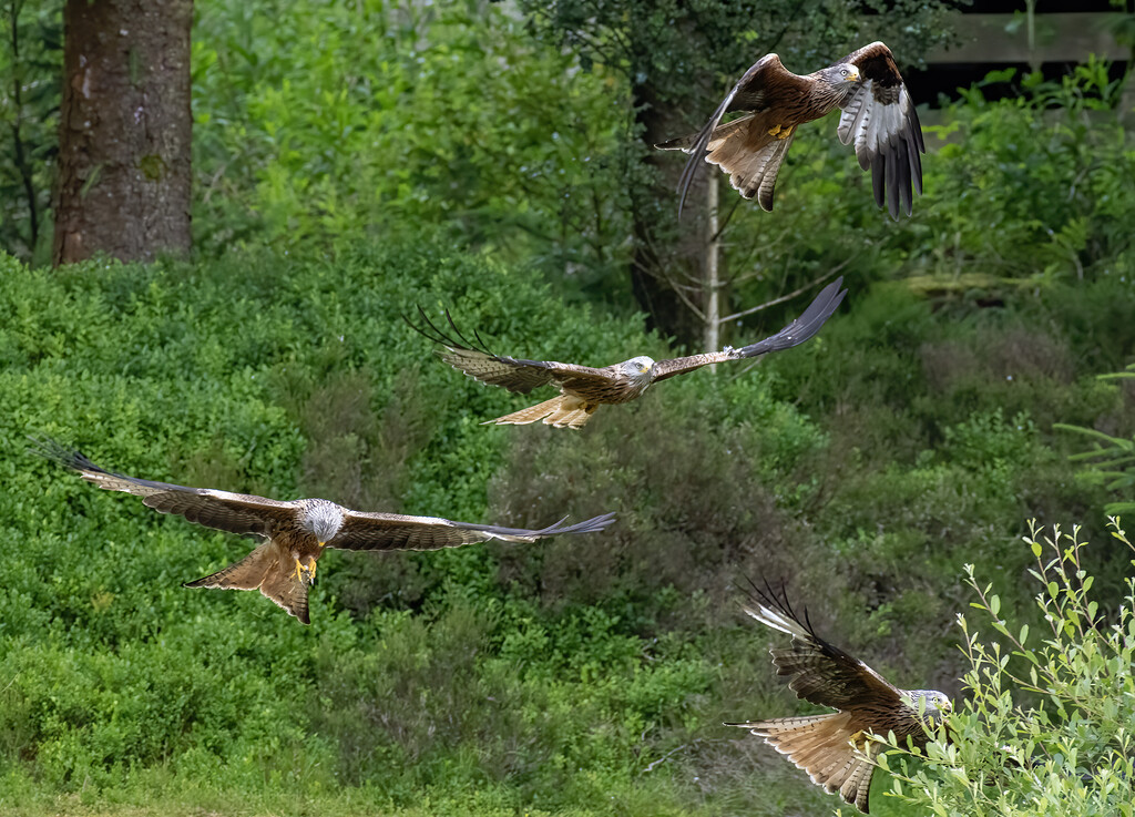 Red Kites in Mid Wales - Non-drone Photos & Video - Grey Arrows Drone ...