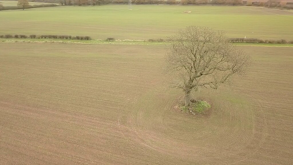 A 'Lone Tree' in Nuneaton - Videos by Drone - Grey Arrows Drone Club UK