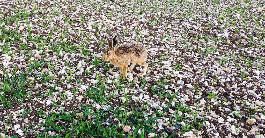 High Speed hare and High Speed 2 - Photos by Drone - Grey Arrows Drone ...