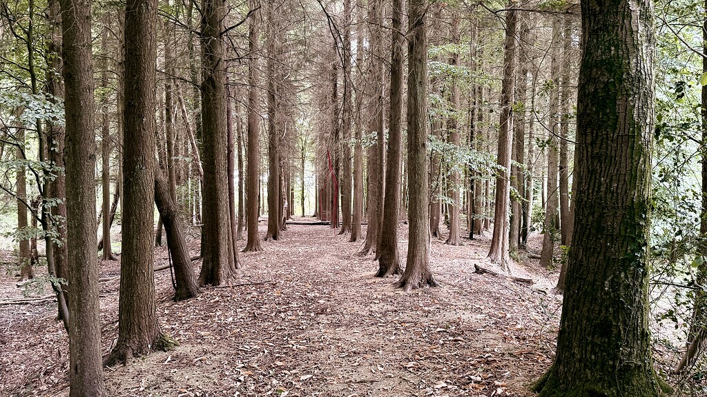 Rempstone woods and stone circle - Added to Areas of Outstanding ...