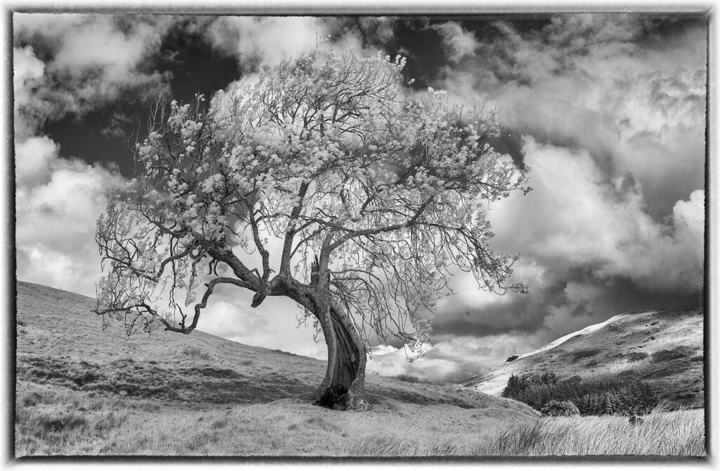 The Frandy Tree - Infra Red - Non-drone Photos & Video - Grey Arrows ...