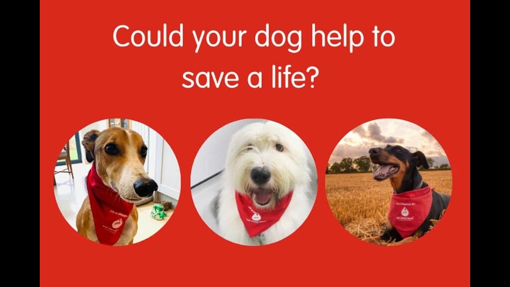 Osmo action 4 dog view - Non-drone Photos & Video - Grey Arrows Drone ...