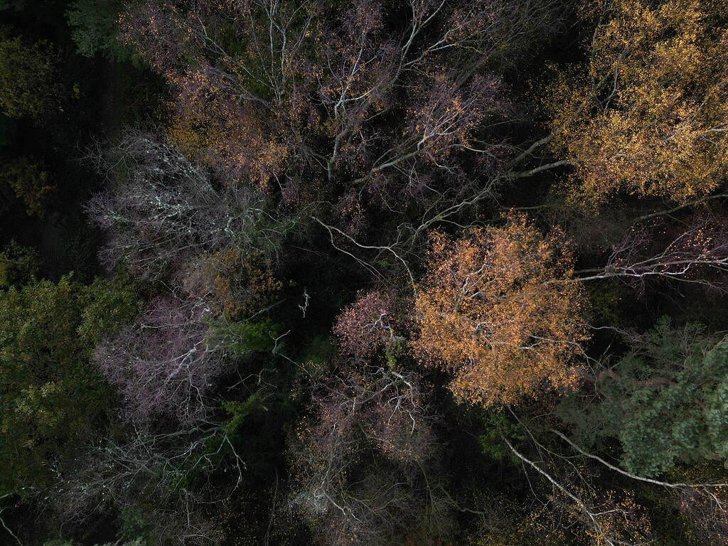 Slop Bog, Ferndown, A tiny wood surrounded by roads - Photos by Drone ...