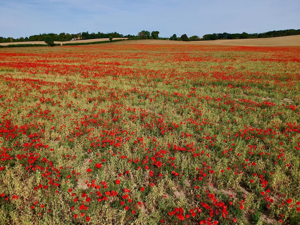 Poppy fields hunt - Photos by Drone - Grey Arrows Drone Club UK