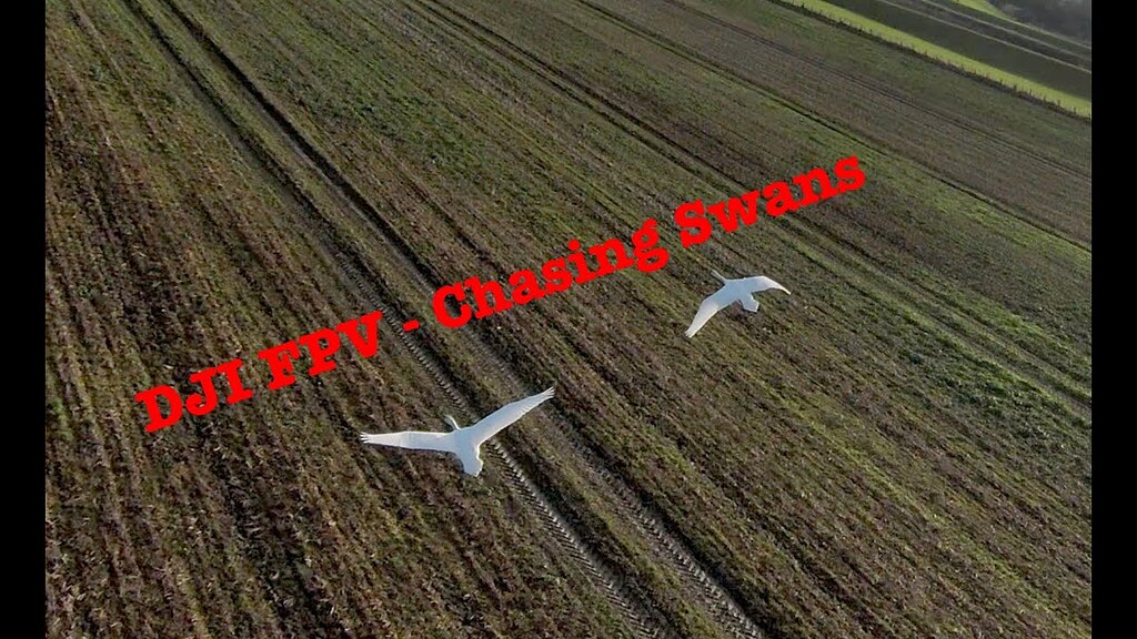 Brief Swan Chase - DJIFPV - Videos by Drone - Grey Arrows Drone Club UK