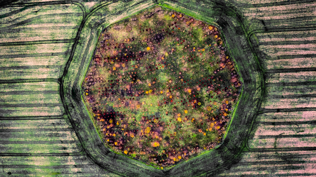 Bedwyn Octagon - Added to Forests and Trees in South West - Where to ...