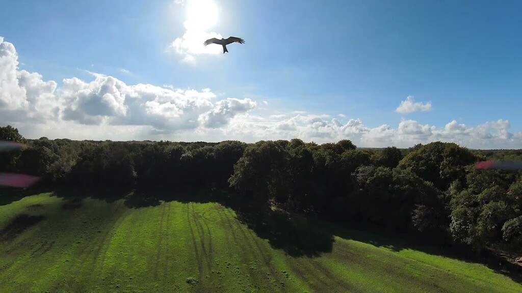Close Encounters of the Bird Kind - Videos by Drone - Grey Arrows Drone ...
