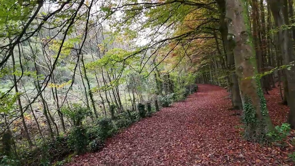 Cwm George Woods, Dinas Powys, VoG - Videos by Drone - Grey Arrows ...