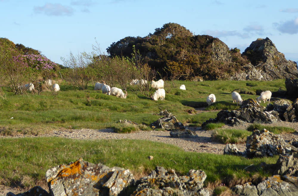 Carradale Bay, Kintyre - Videos by Drone - Grey Arrows Drone Club UK