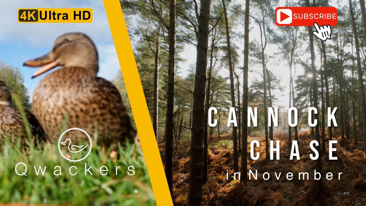 Cannock Chase in November - Videos by Drone - Grey Arrows Drone Club UK Cannock Chase in November - Videos by Drone - Grey Arrows Drone Club UK