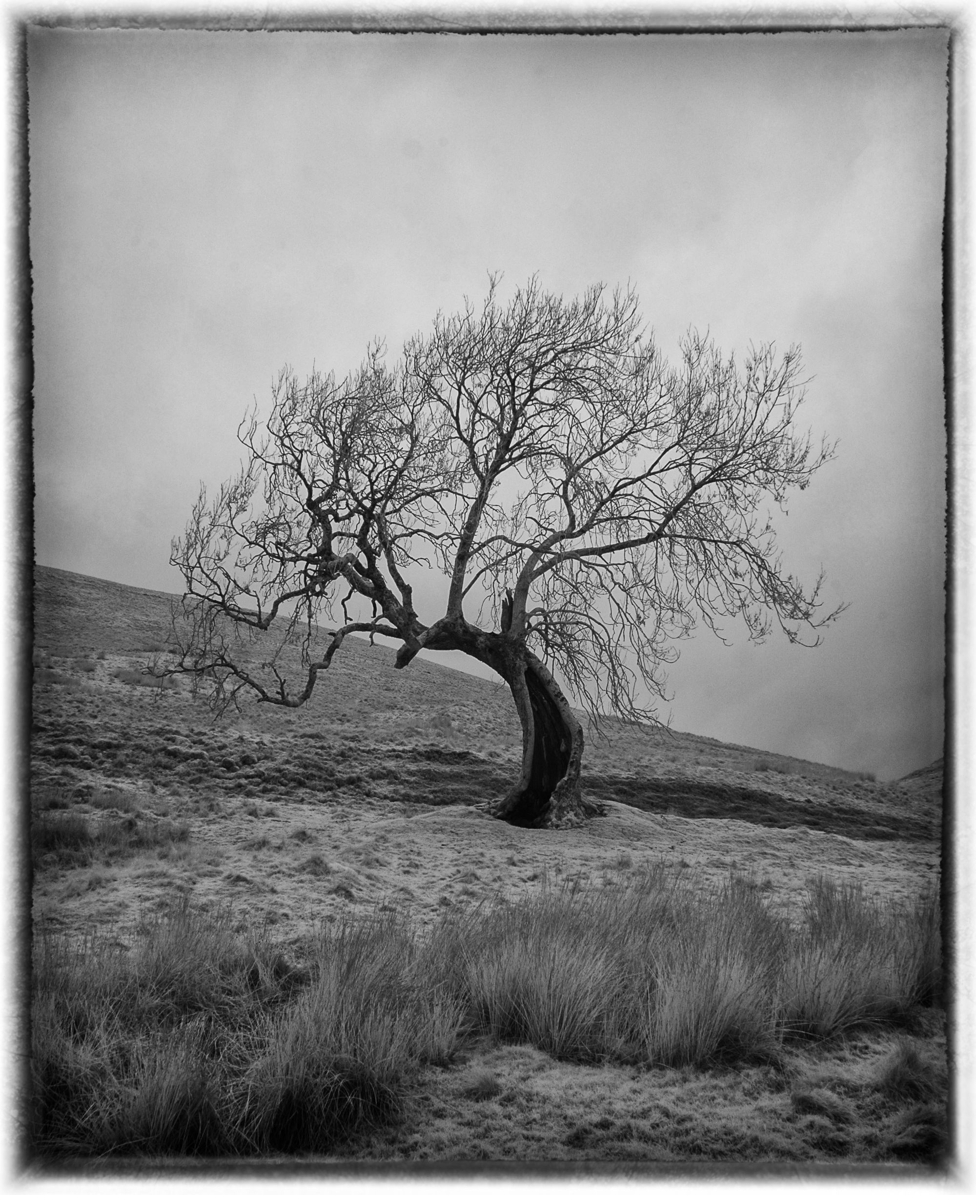 The Frandy Tree - Non-drone Photos & Video - Grey Arrows Drone Club UK