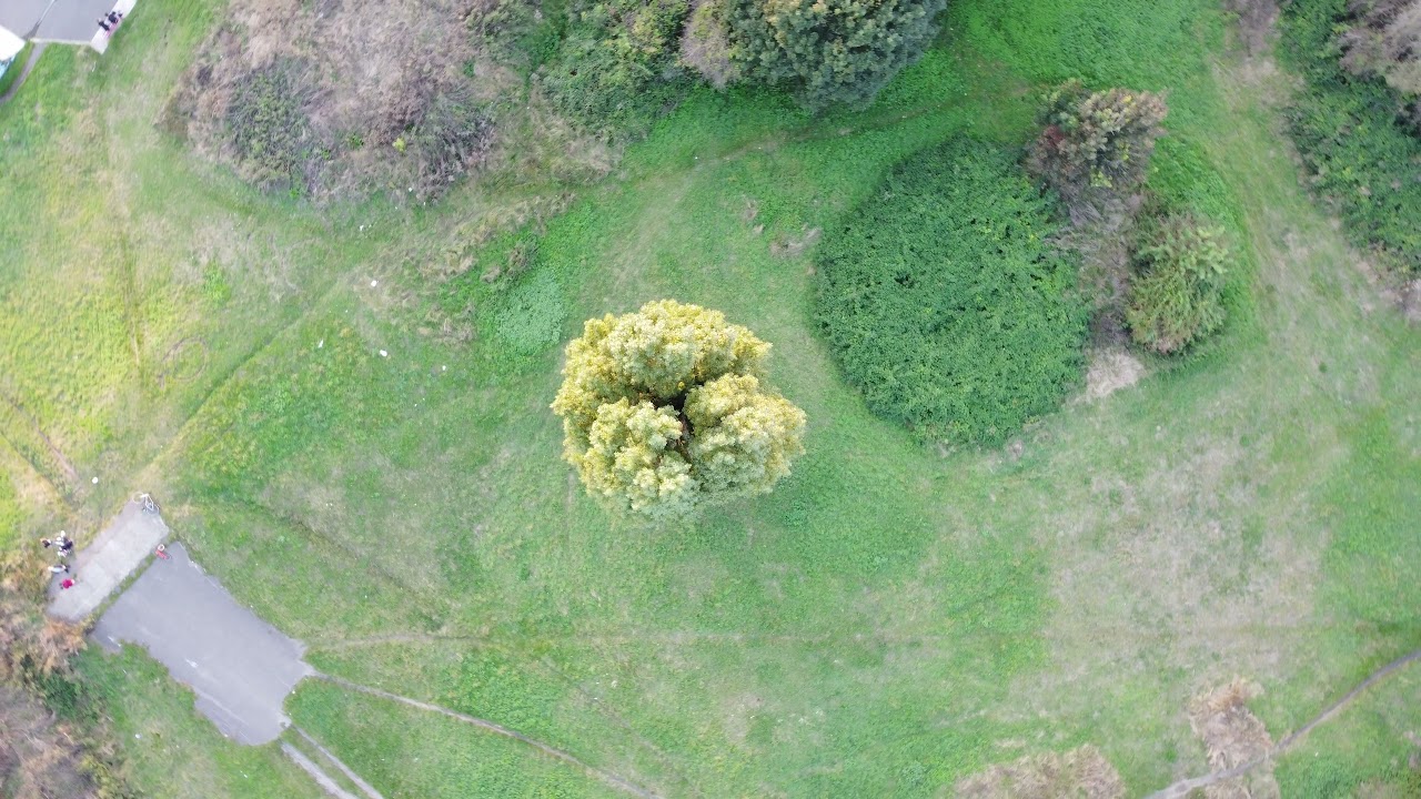 A tree overview from a different perspective - Videos by Drone - Grey ...
