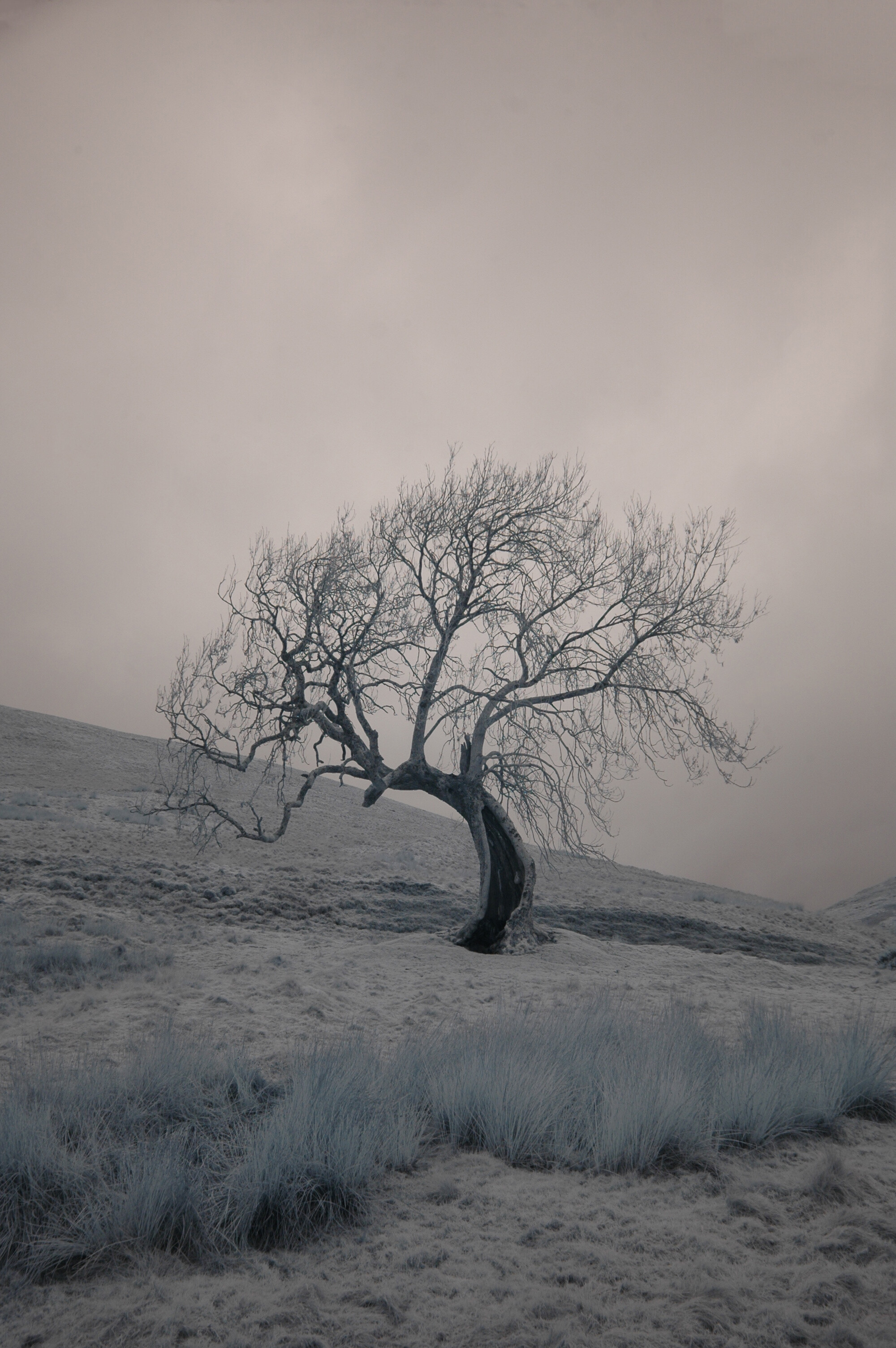 The Frandy Tree - Non-drone Photos & Video - Grey Arrows Drone Club UK