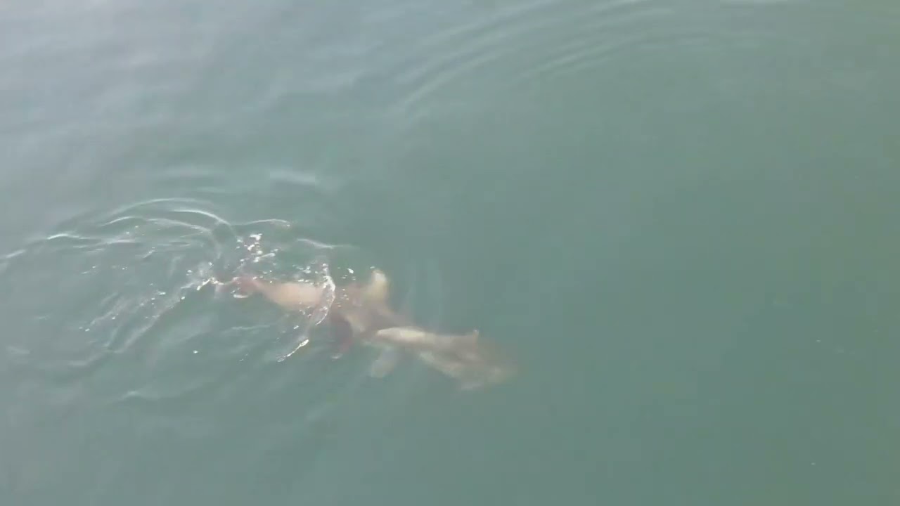 Dolphins off Amble - Videos by Drone - Grey Arrows Drone Club UK